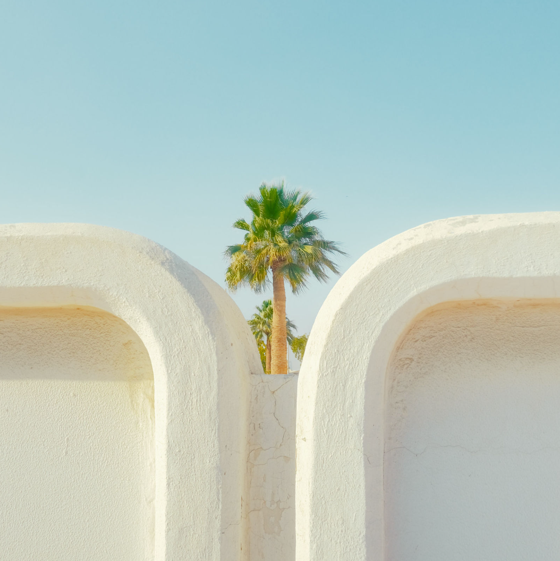 Framing the Tree – Gulf Photo Plus